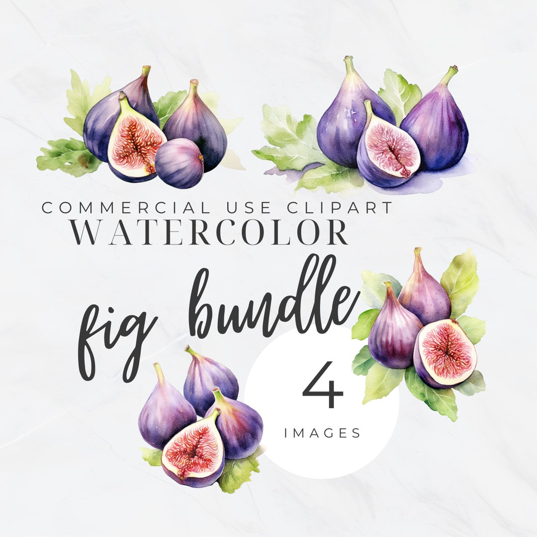 Fig Clipart, Fruit Watercolor Clip Art, Balete Tree Ficus Scared Fig ...