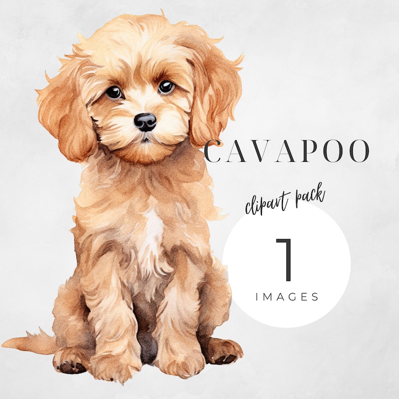 Cavapoo Clipart, Cavalier King Charles Spaniel, Poodle Clip Art, Dog ...