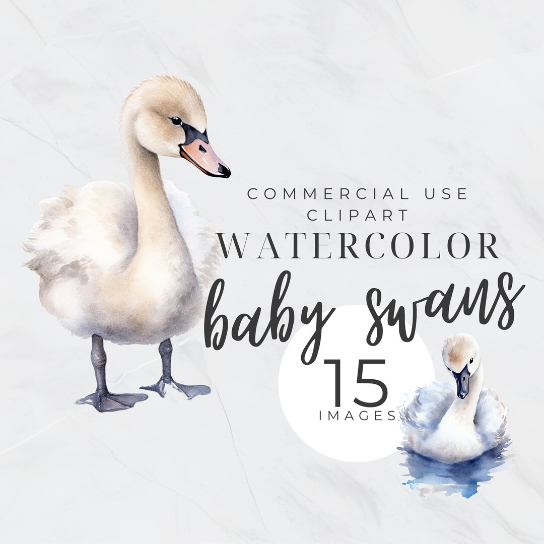 Baby Swan Clipart Bundle, Watercolor Animal Clip Art, Swan Lake, Cute ...