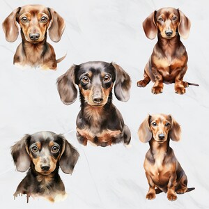 Dachshund Dog Clipart, Weiner Dog PNG, Watercolor Dog Clip Art, Sausage ...