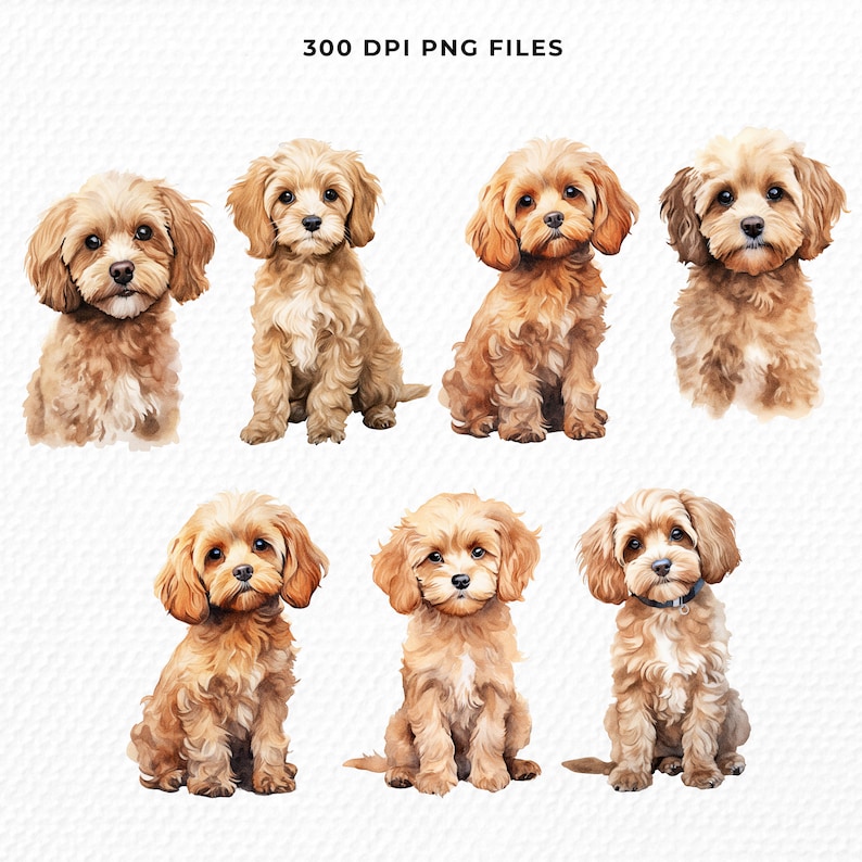 Cavapoo Clipart, Cavalier King Charles Spaniel, Poodle Clip Art, Dog ...