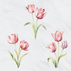 Watercolor Tulip Clipart, Light Pink Flower Clipart, Wedding ...
