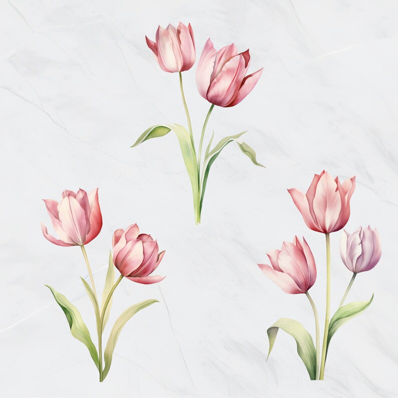 Watercolor Tulip Clipart, Light Pink Flower Clipart, Wedding ...