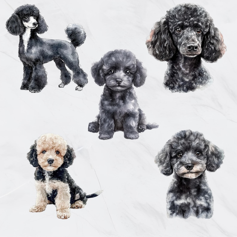 Toy Poodle PNG, Cute Puppy Clipart, Dog Graphics, Digital Download ...