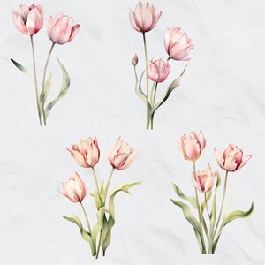 Watercolor Tulip Clipart, Light Pink Flower Clipart, Wedding ...