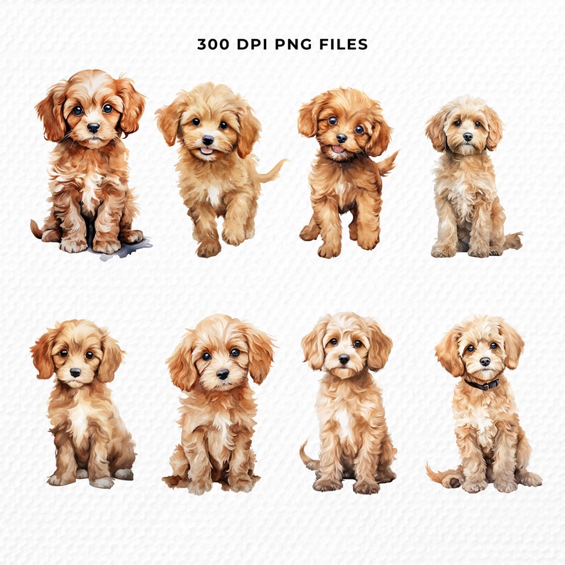 Cavapoo Clipart, Cavalier King Charles Spaniel, Poodle Clip Art, Dog ...