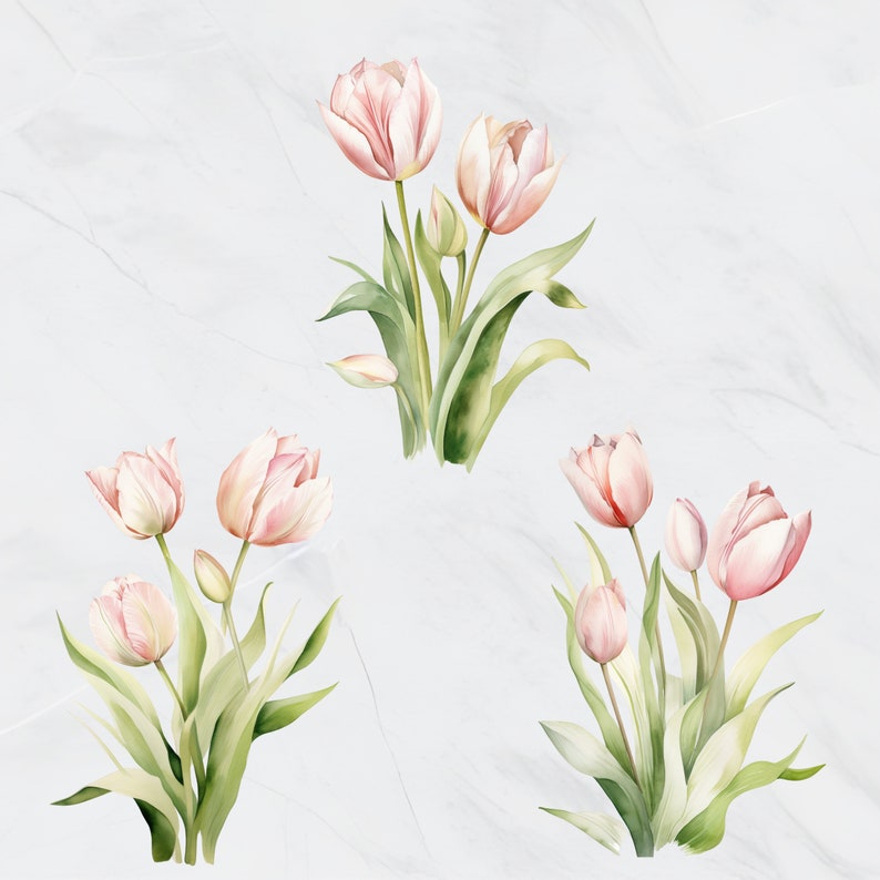 Watercolor Tulip Clipart, Light Pink Flower Clipart, Wedding ...