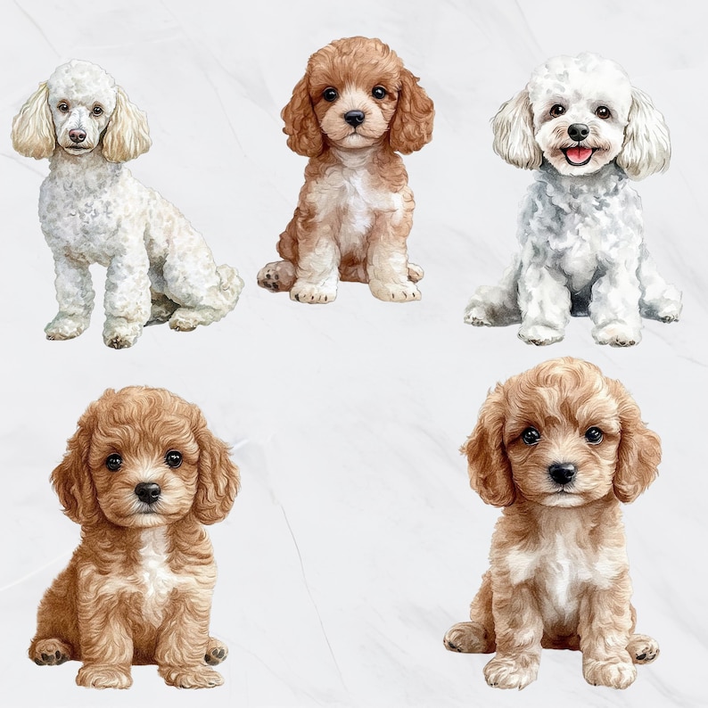 Toy Poodle PNG, Cute Puppy Clipart, Dog Graphics, Digital Download ...