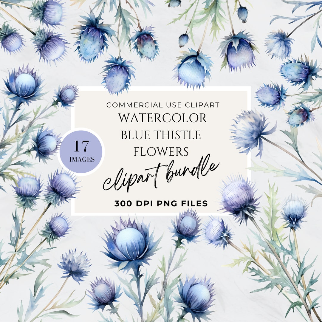Watercolor Blue Thistle Clipart, Dusty Blue Flowers Clipart, Blue and ...