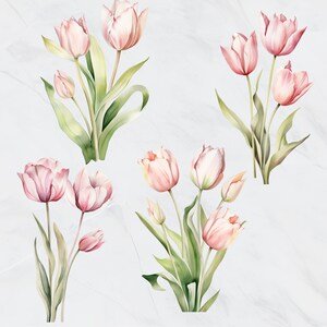 Watercolor Tulip Clipart, Light Pink Flower Clipart, Wedding ...