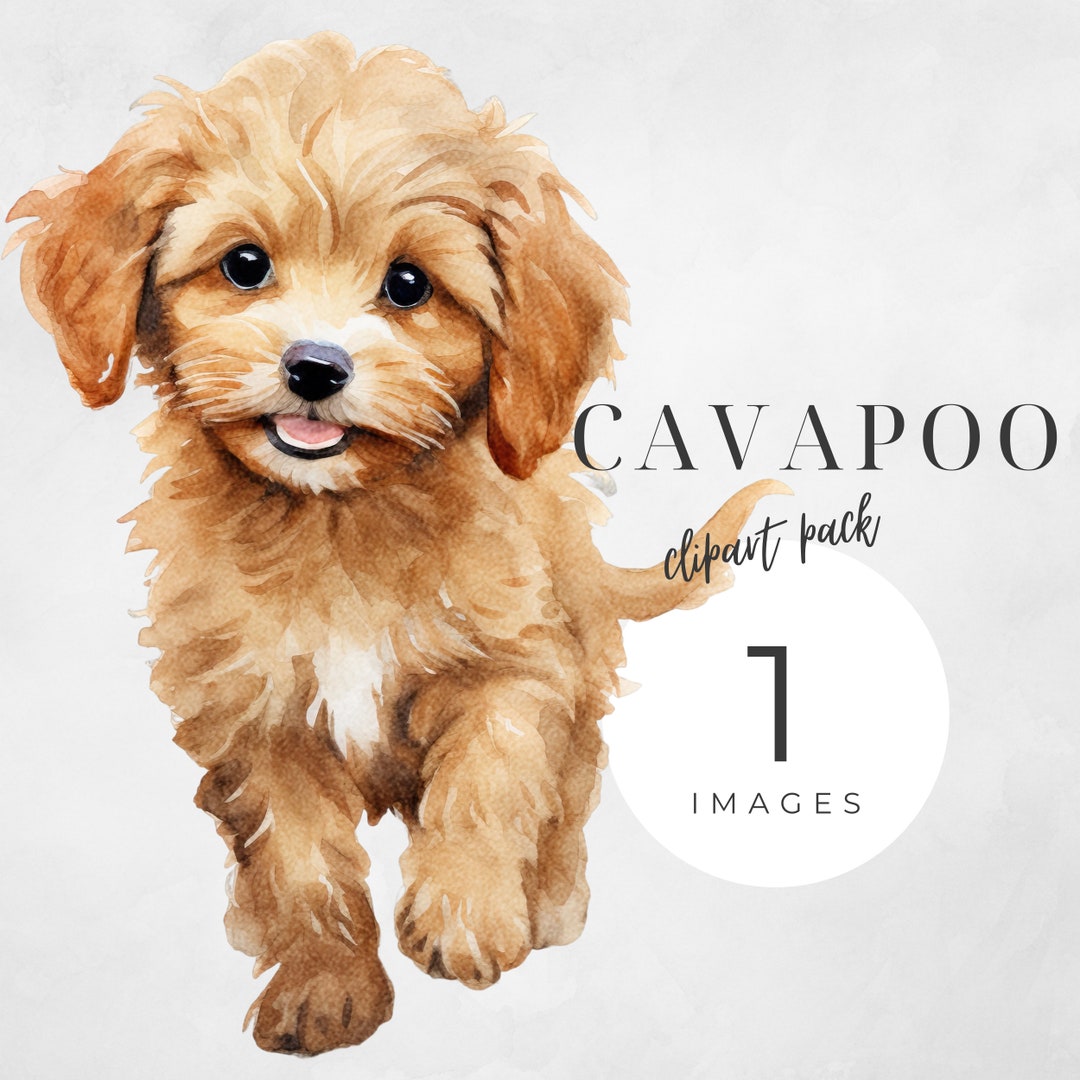 Cavapoo Clipart, Cavalier King Charles Spaniel, Poodle Clip Art, Dog ...