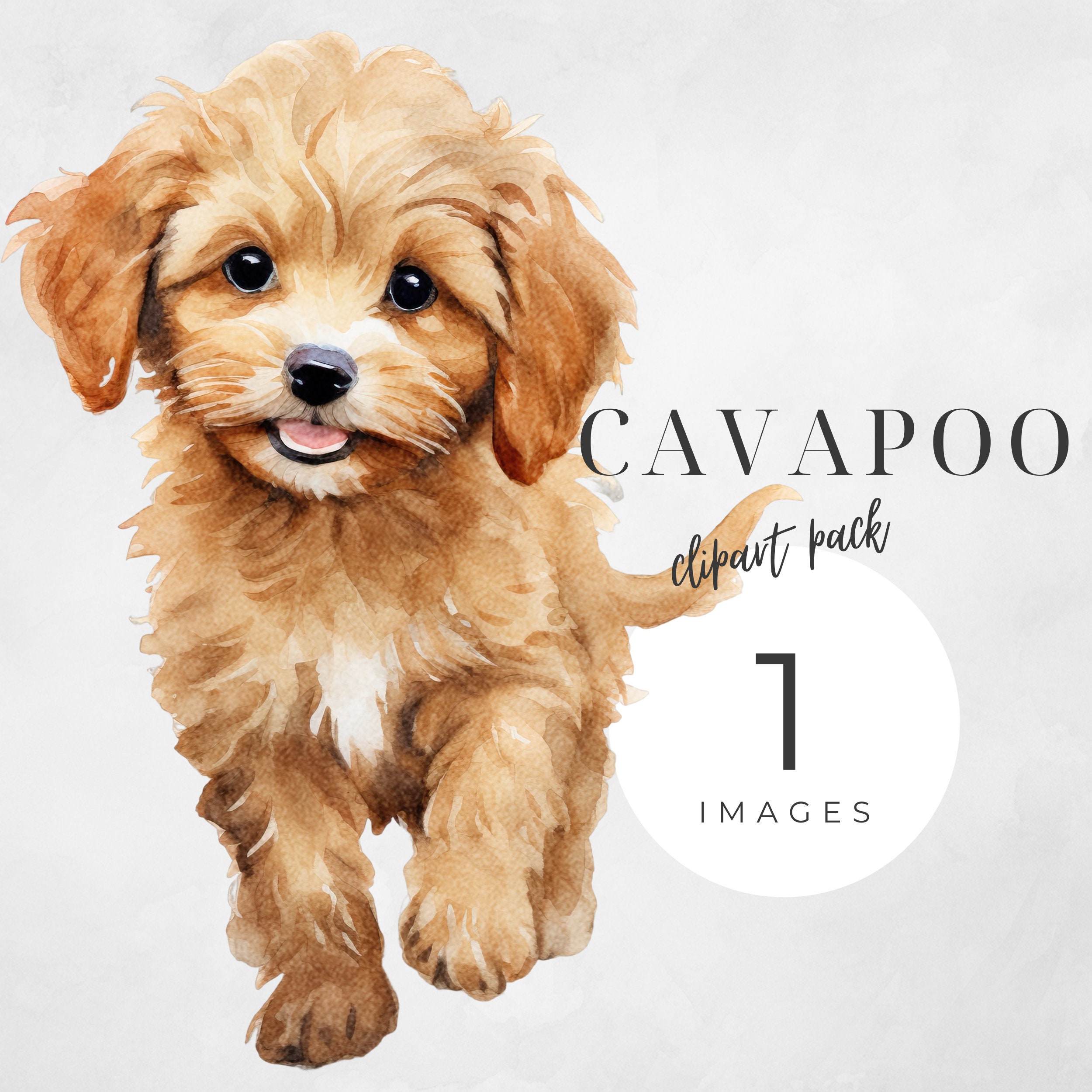 Cavapoo Clipart, Cavalier King Charles Spaniel, Poodle Clip Art, Dog ...
