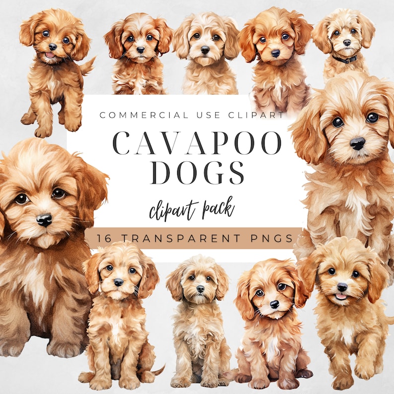 Cavapoo Clipart, Cavalier King Charles Spaniel, Poodle Clip Art, Dog ...