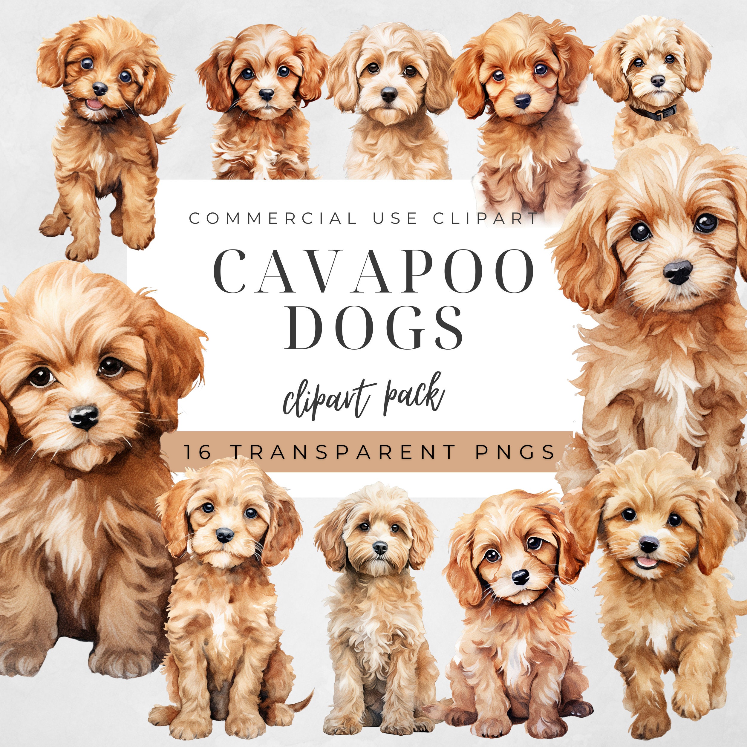 Cavapoo Clipart, Cavalier King Charles Spaniel, Poodle Clip Art, Dog ...