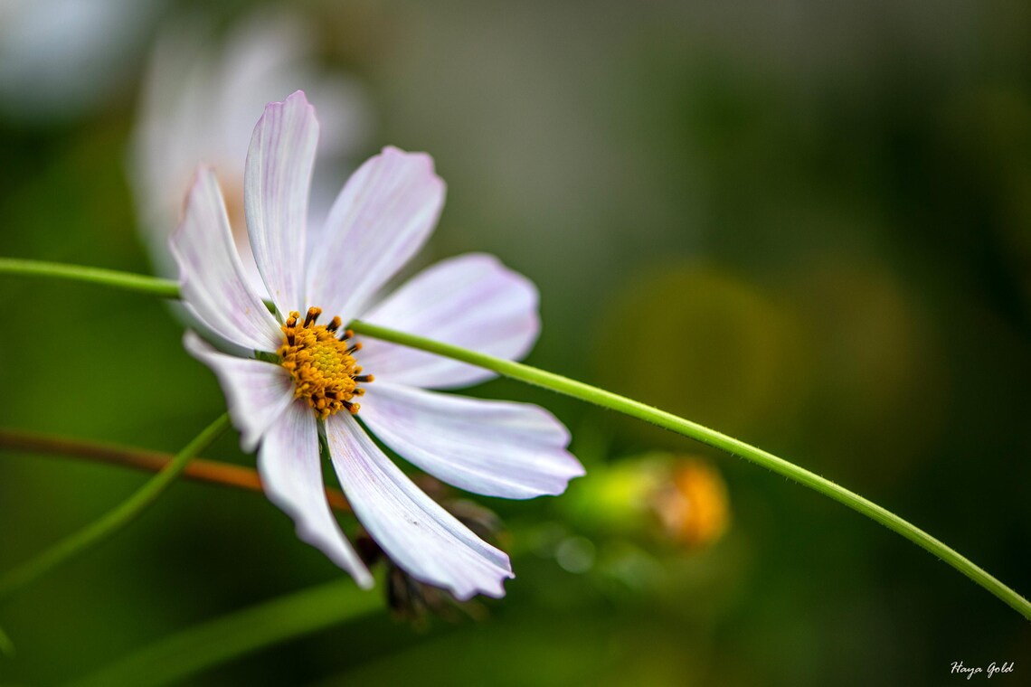 Soft Pink Cosmos Flower Close-up – Nature Wall Art Print for Home or ...