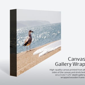 Segal Bird Fine Art Photography - Beach Bird Canvas Print - Nature Wall ...