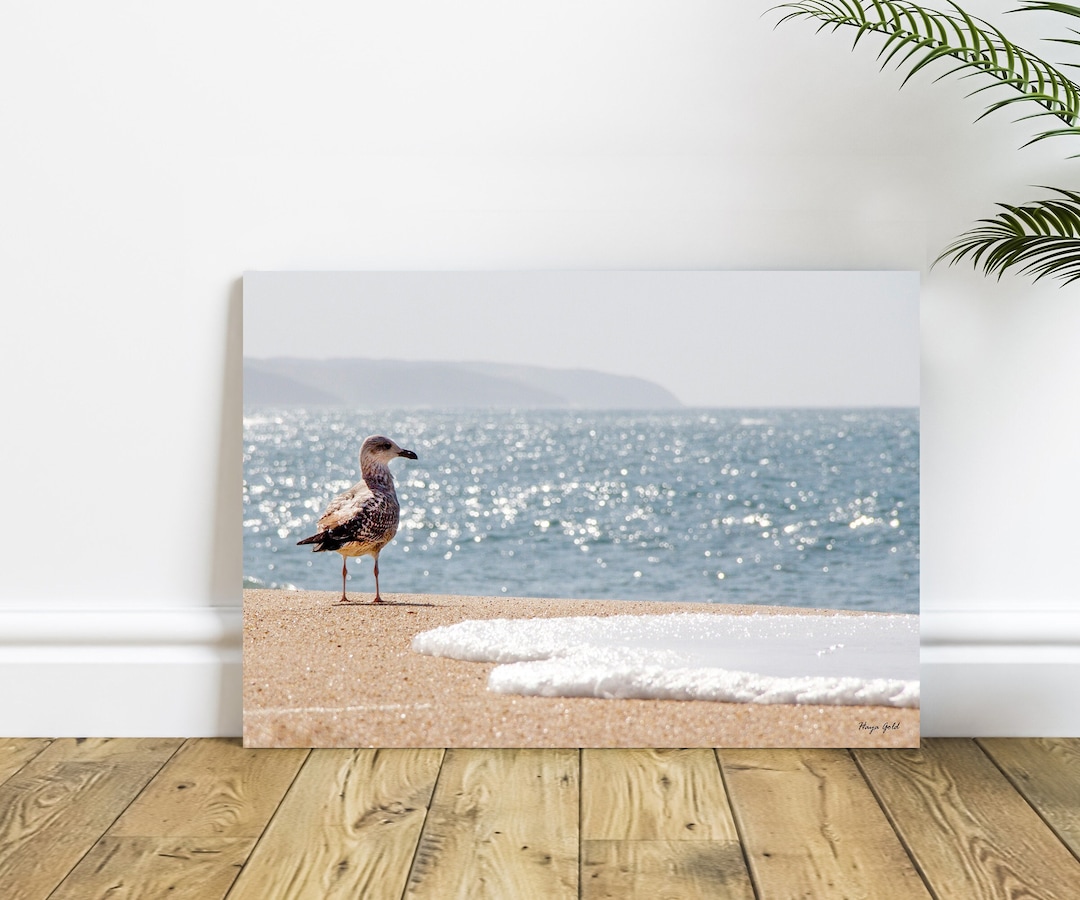 Segal Bird Fine Art Photography - Beach Bird Canvas Print - Nature Wall ...