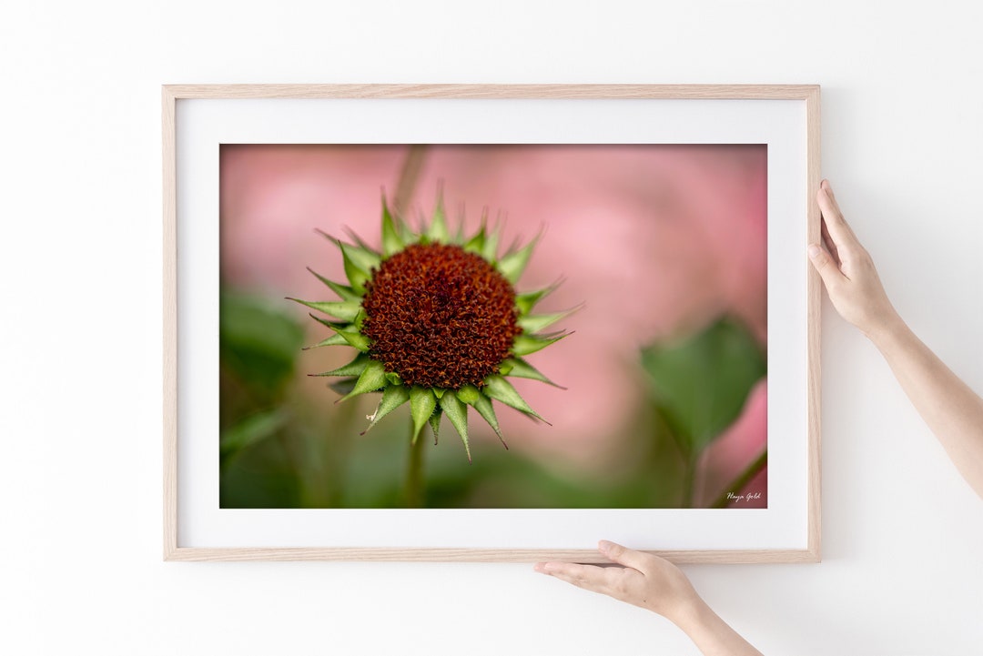 Petal-less Sunflower Art Print: Pink & Green Floral Photography - Etsy