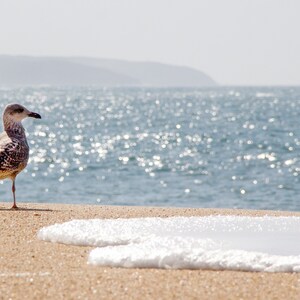 Segal Bird Fine Art Photography - Beach Bird Canvas Print - Nature Wall ...
