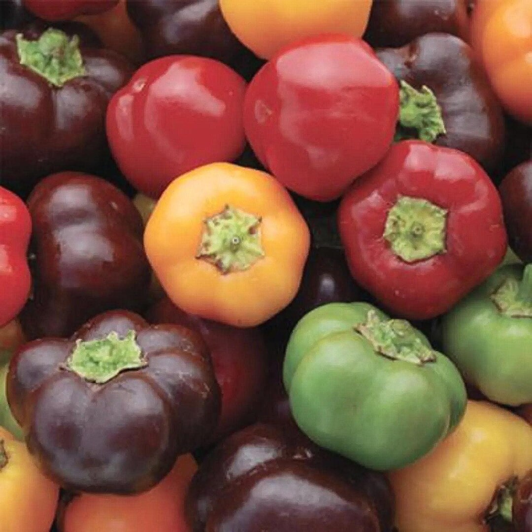 Mini Bell Mix, Sweet Pepper Seeds: Heirloom, Bite-sized, Colorful Non ...