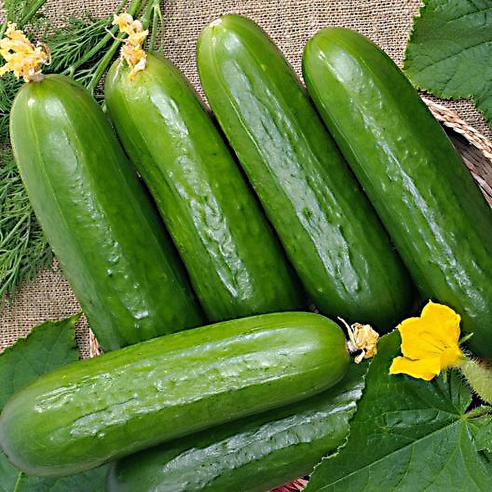 Marketer Cucumber Seeds: Heirloom Garden Variety (non-gmo, Pickling) - Etsy
