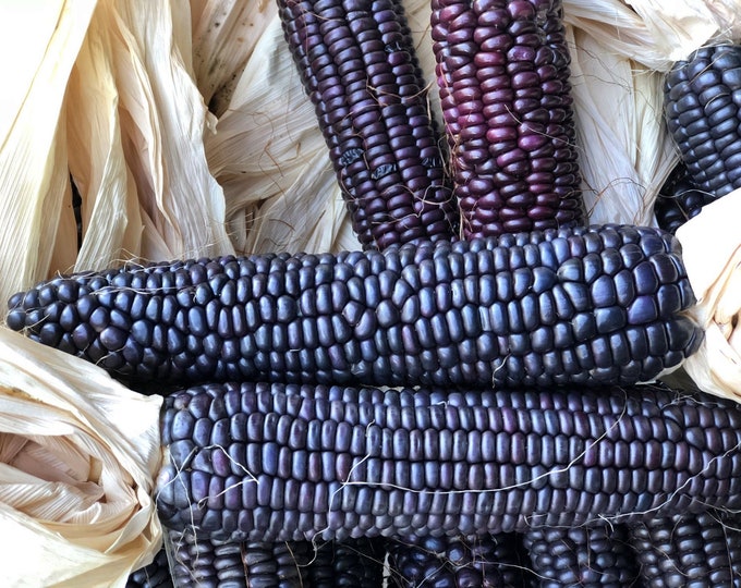 Blue Corn Seeds - Etsy
