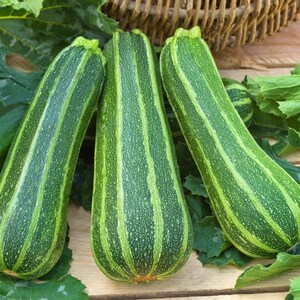 Italian Striped Zucchini, Summer Squash, Heirloom Seeds, Naturally ...