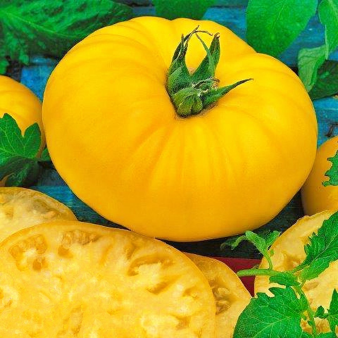 Giant Yellow Belgium Tomato Seeds: Heirloom Beefsteak Variety - Etsy