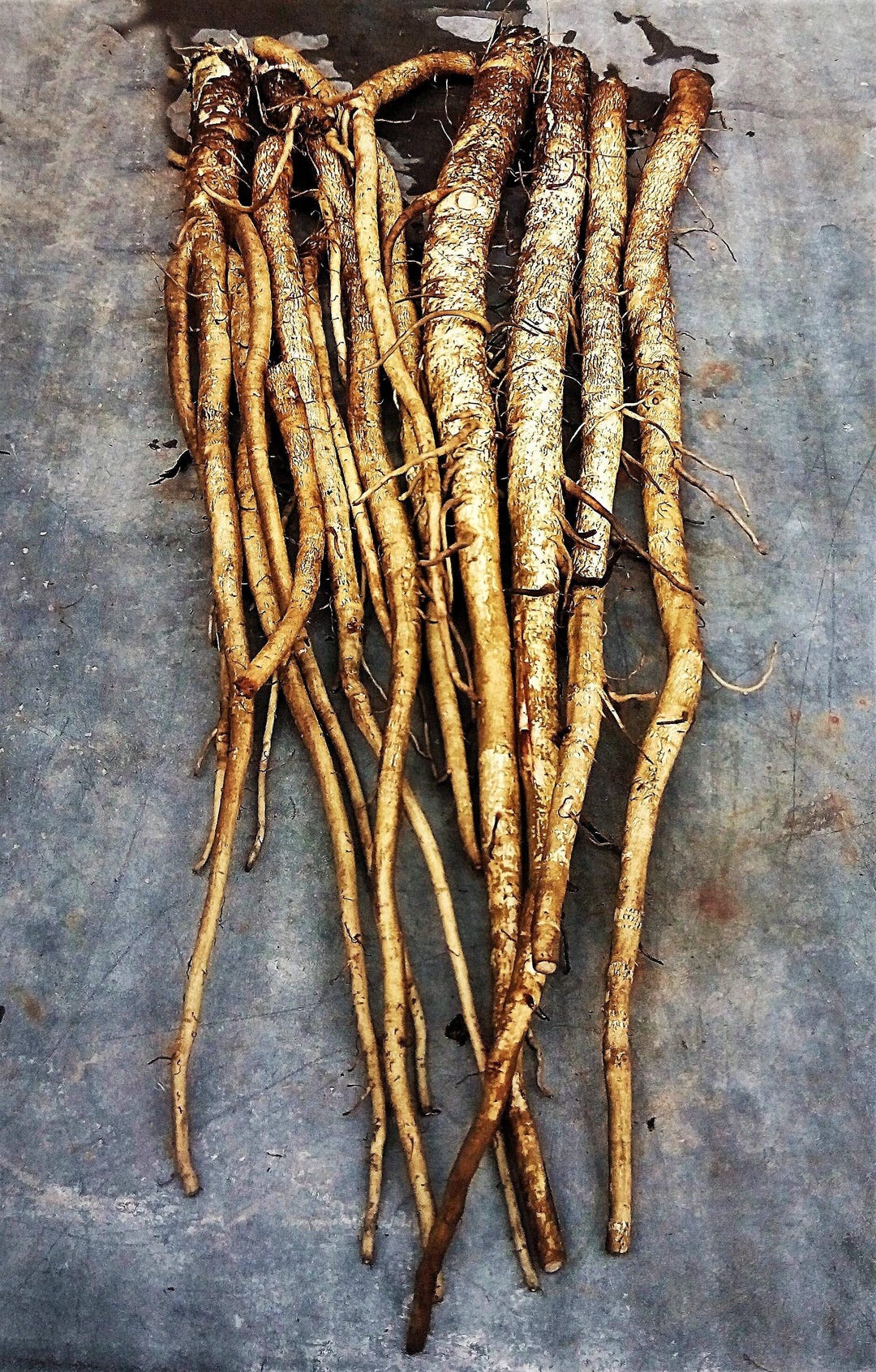 Chiko Burdock Seeds: Gobo Root Non-gmo Culinary Herb - Etsy