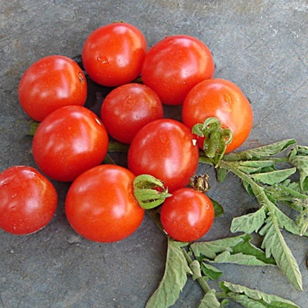 Mexico Midget Tomato - Etsy
