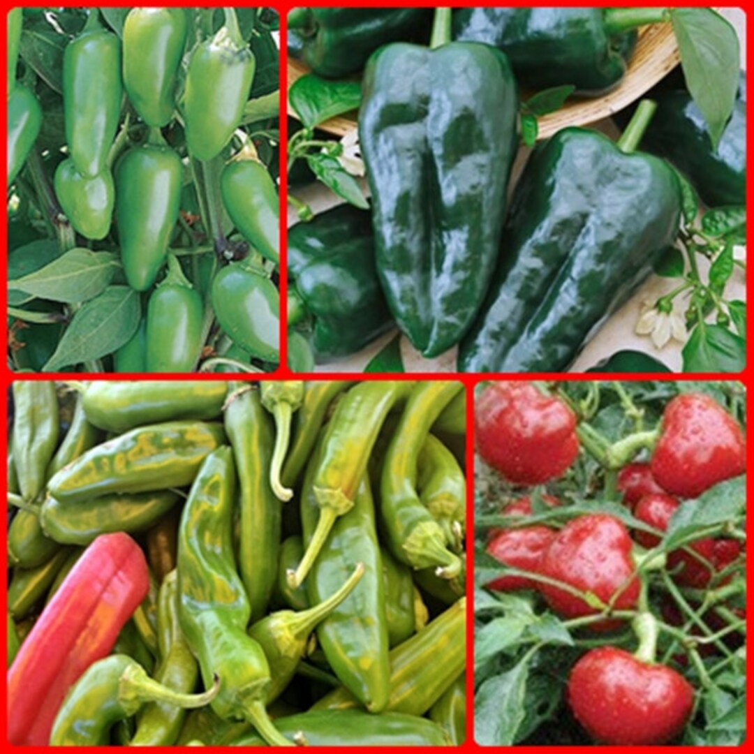 Heirloom Hot Pepper Seed Kit Heirloom Garden Seeds Best Selling Open ...