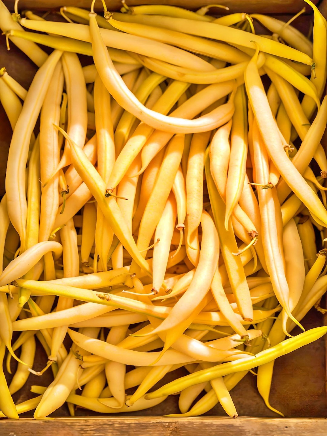 Cherokee Yellow Wax, Bush Bean Seeds: Heirloom (non-gmo, Open ...