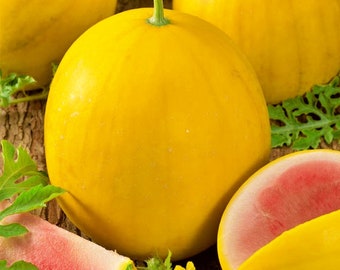 Royal Golden Watermelon Seeds the Melons Turn Dark Yellow When Ripe - Etsy
