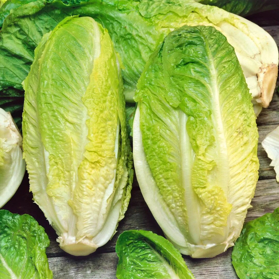 Giant Caesar, Lettuce Seeds: Butter Sweet Flavor - Non-gmo, USA Grown ...