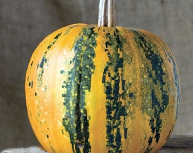 Pumpkin Styrian Organic Seed 10 - Etsy
