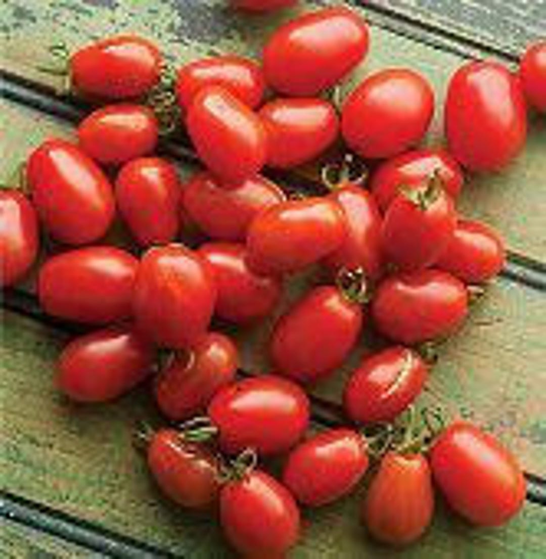 Cherry Roma, Tomato, Heirloom Garden Seeds Grown to Organic Standards ...