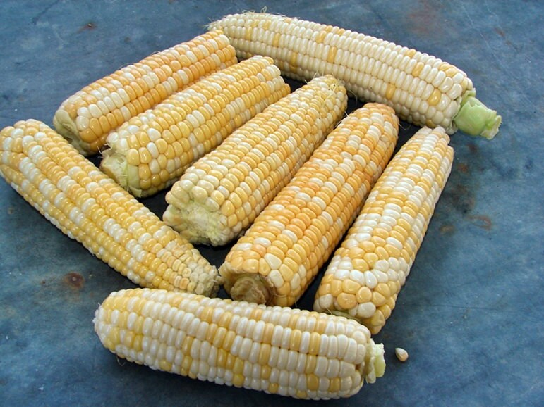 Double Standard Sweet Corn Heirloom Seeds Vegetable Seeds - Etsy Canada