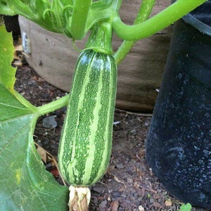 Italian Striped Zucchini, Summer Squash, Heirloom Seeds, Naturally ...