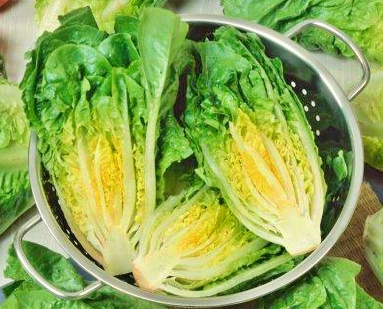 Little Caesar Romaine Lettuce Seeds / Heirloom Lettuce Seeds - Etsy
