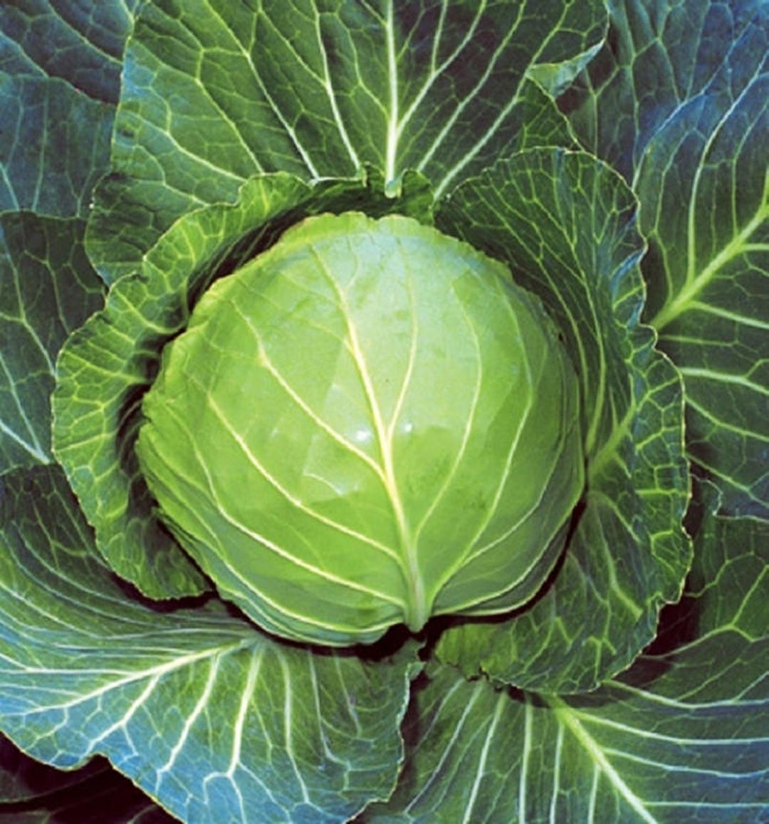 Brunswick, Cabbage, Heirloom Seeds, Non-gmo Heirloom Open Pollinated ...