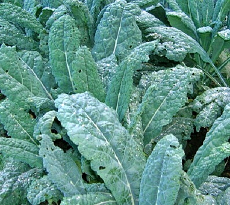 Lacinato Dinosaur Kale Heirloom Seeds | Etsy