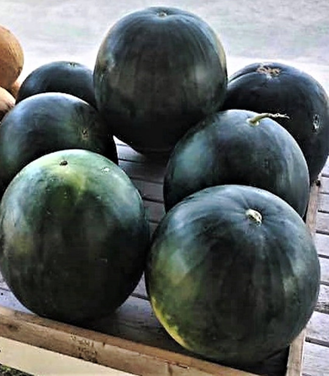 Sugar Baby, Watermelon, Heirloom Seeds, Fresh Garden Fruit Open ...