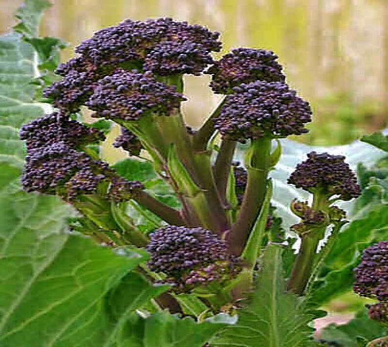 Early Purple Sprouting Broccoli Seeds / Heirloom Open - Etsy