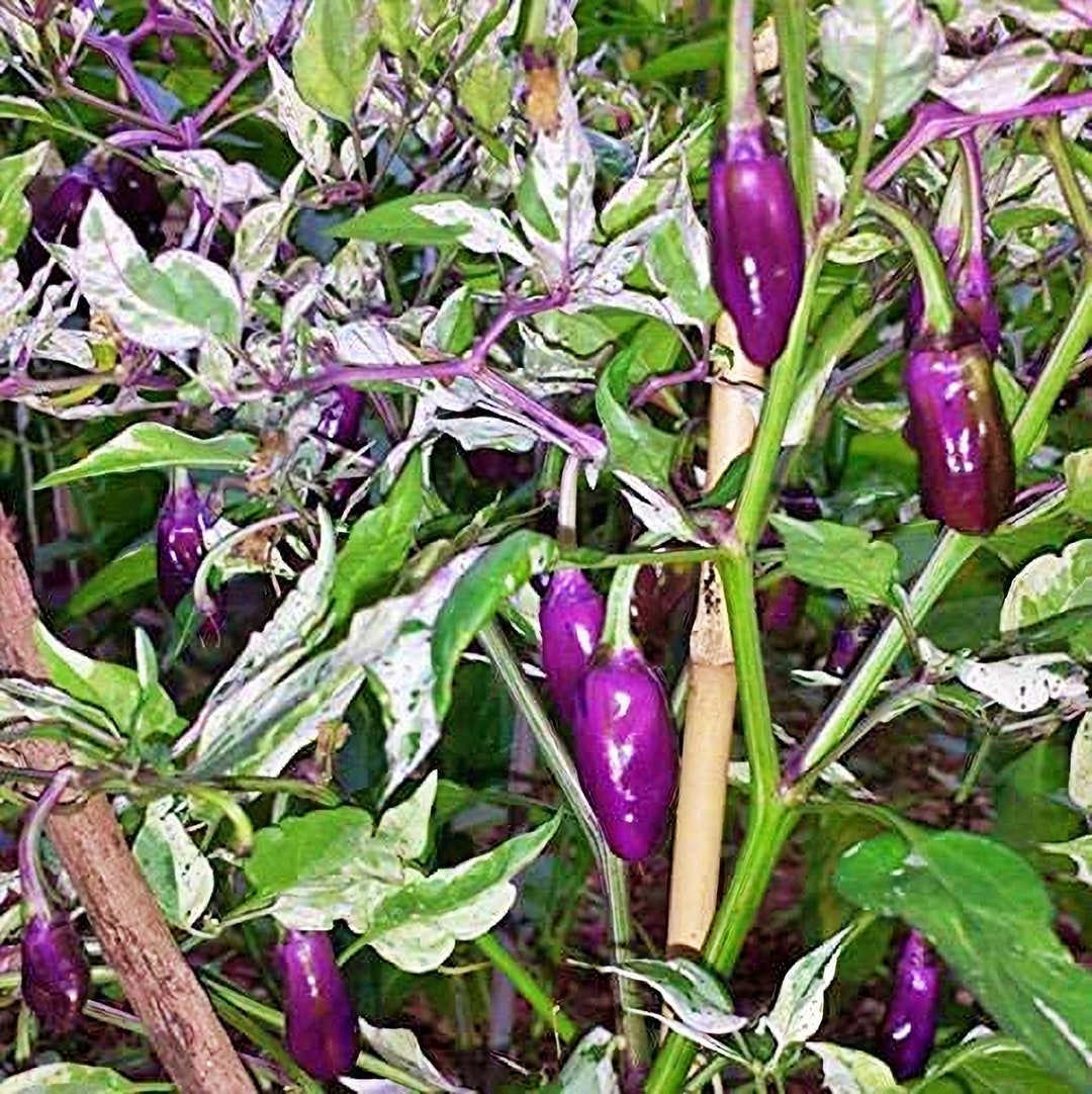 Purple Tiger, Hot Pepper, Heirloom Garden Seeds Open Pollinated ...
