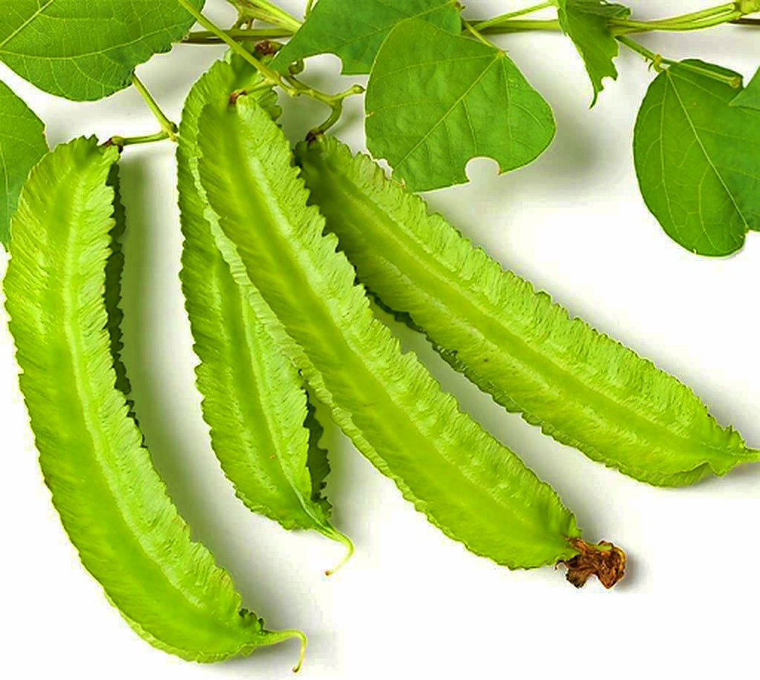 Winged or Dragon Asian Pole Open Pollinated Container Garden Non-gmo - Etsy