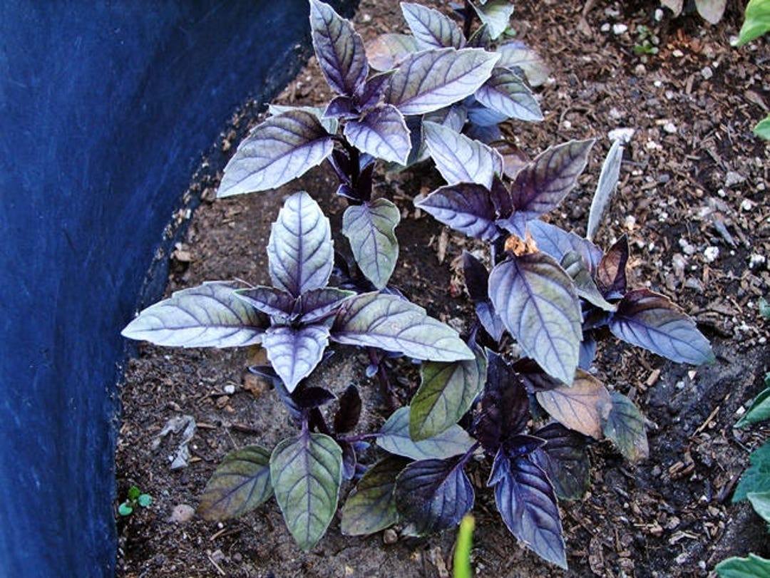 Basil Dark Purple Opal Herb Heirloom Garden Seeds Open Pollinated ...