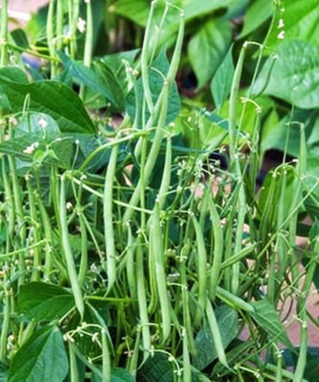 Mascotte, Bush Beans, Heirloom Seeds, Open Pollinated Container ...