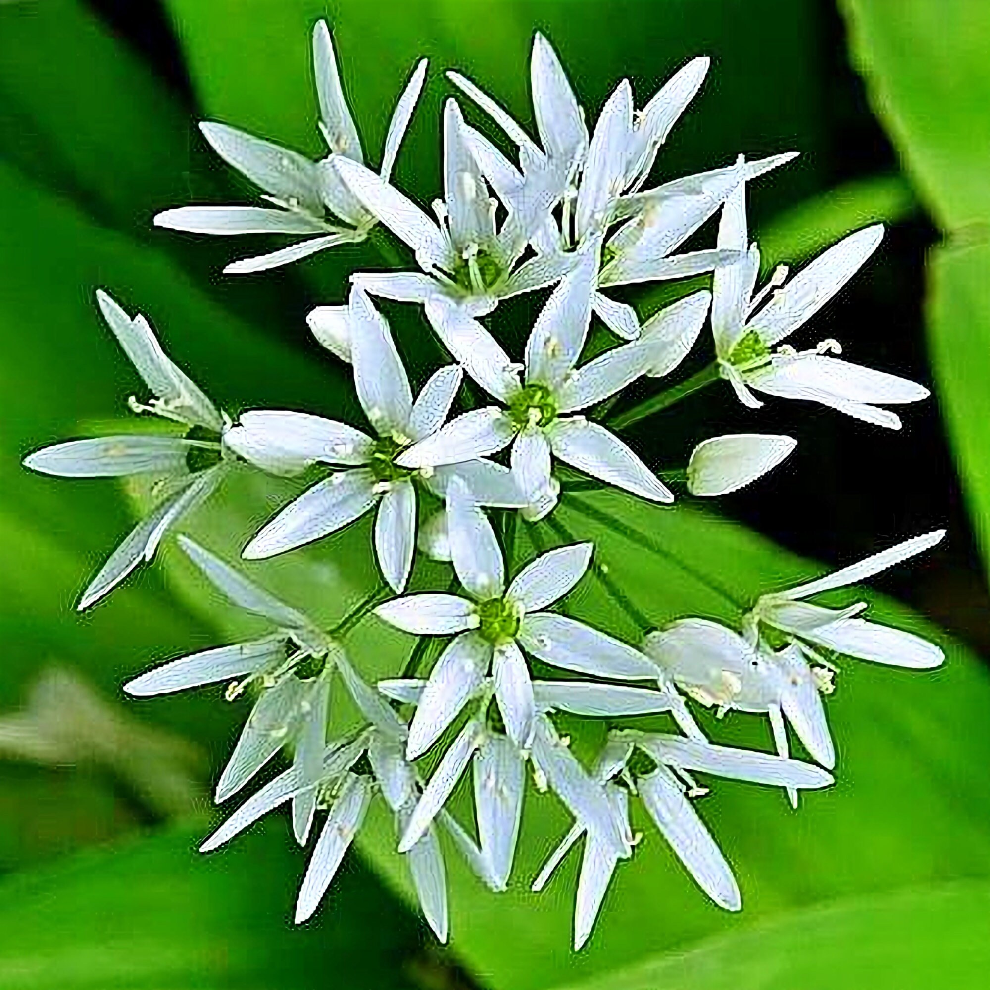 Wild Garlic Edible