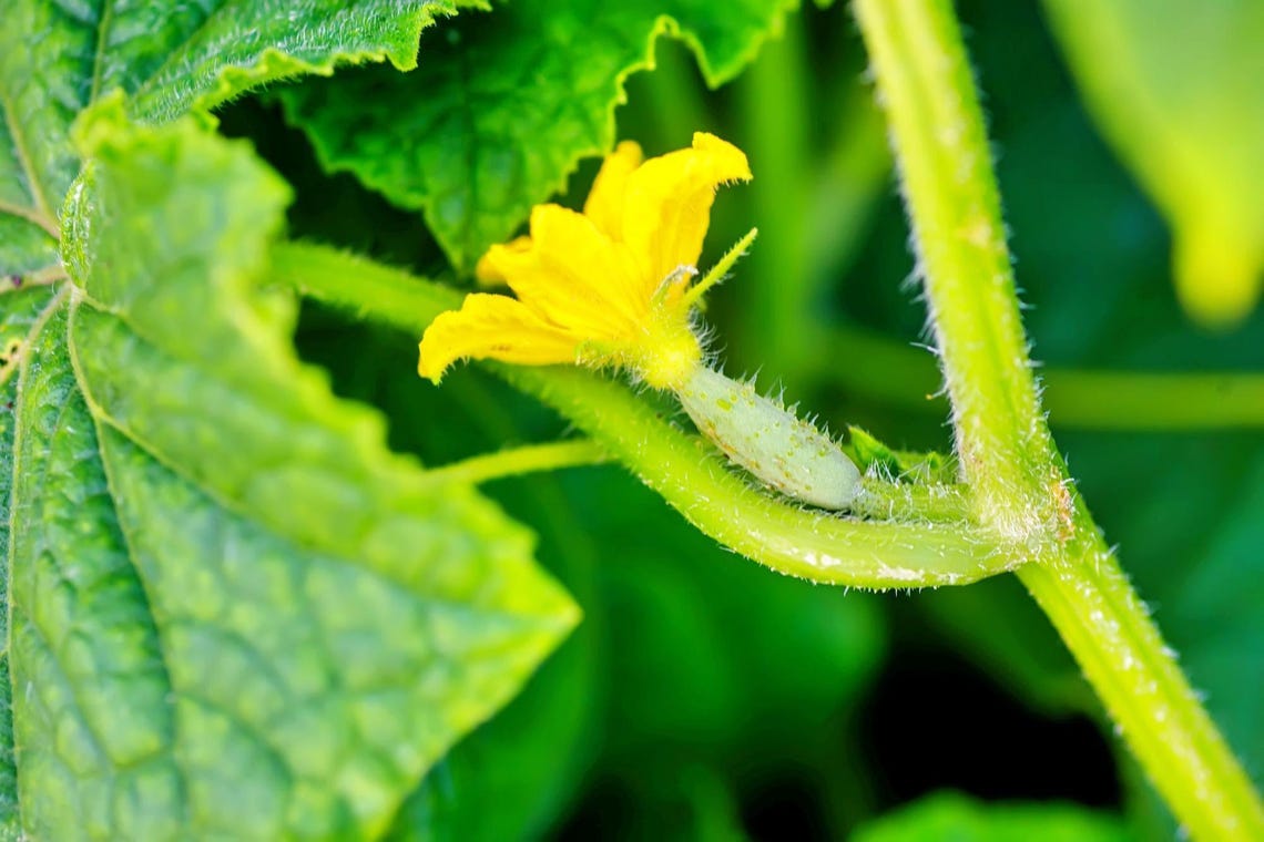 Spacemaster 80 Cucumber Seeds: Compact Bush for Small Spaces - Etsy