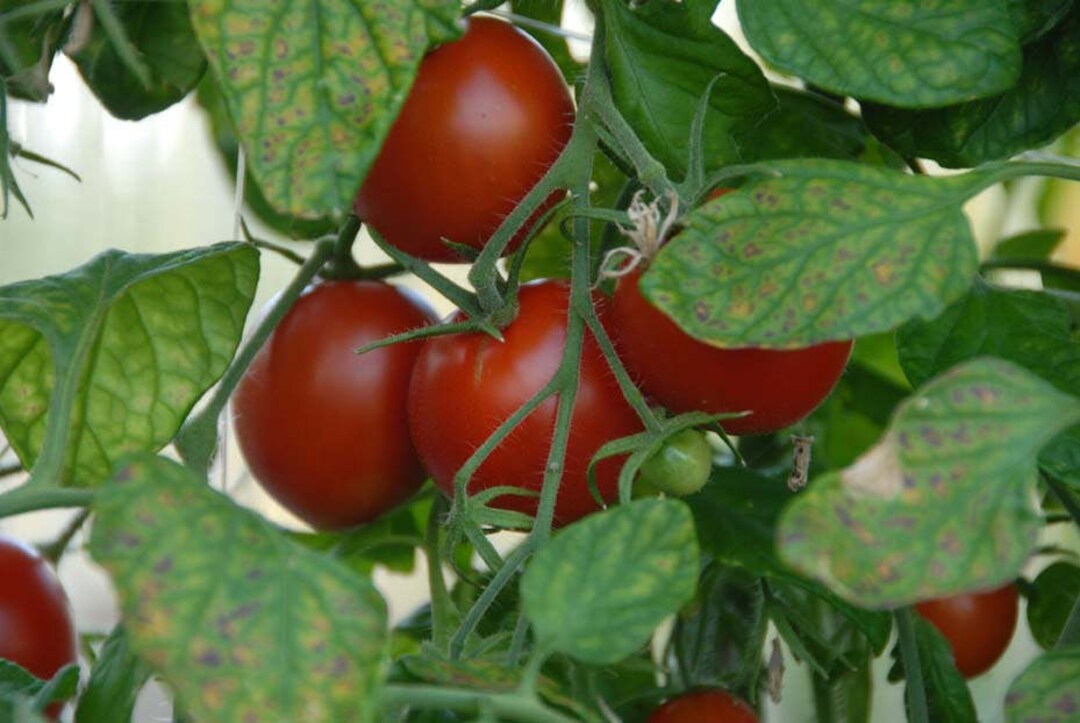Polar Star, Tomato, Heirloom Seeds, Garden Seed Non-gmo Grown to ...